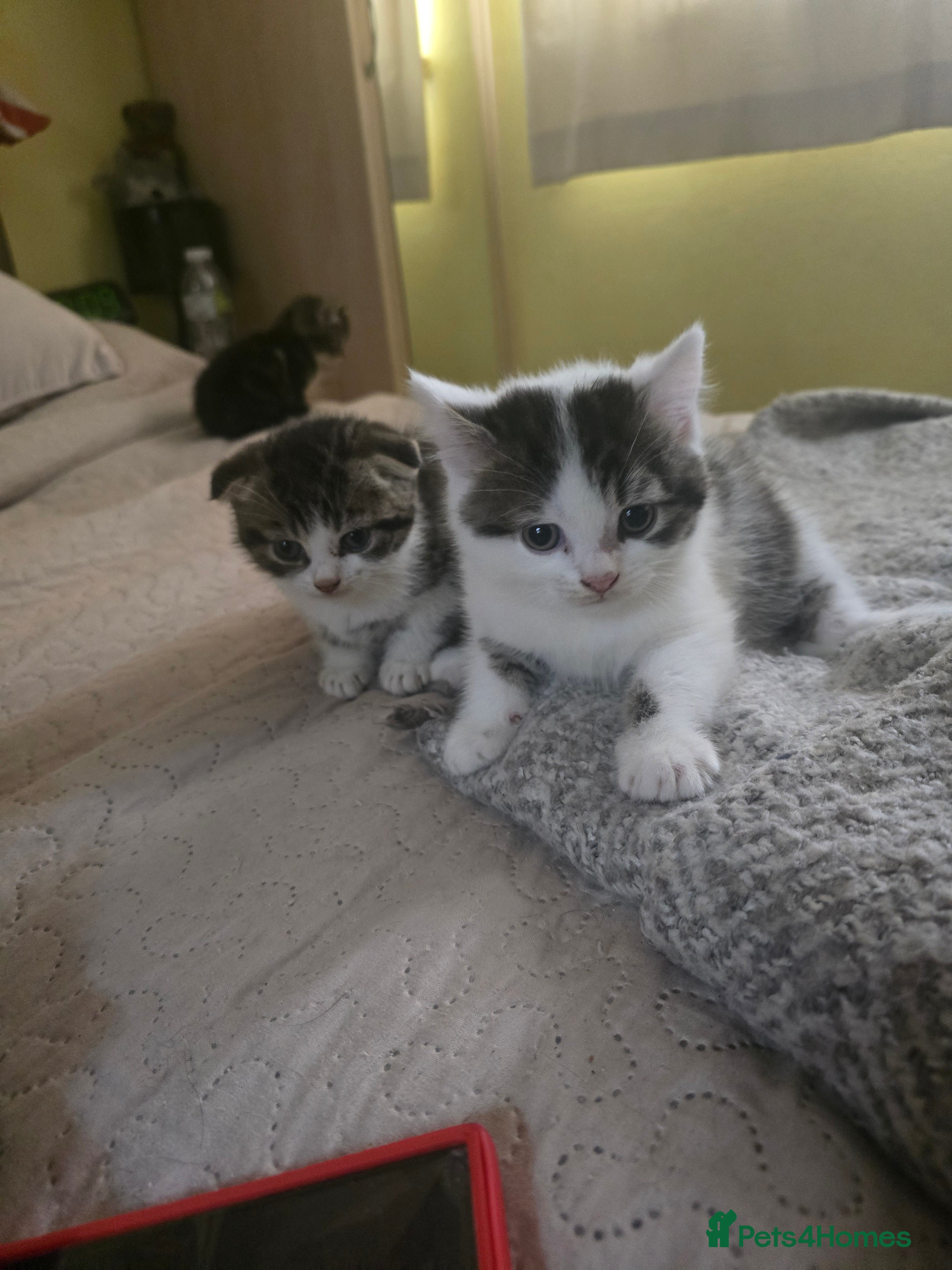 4 lovely kittens mixed breed for sale in Gravesend | Pets4Homes