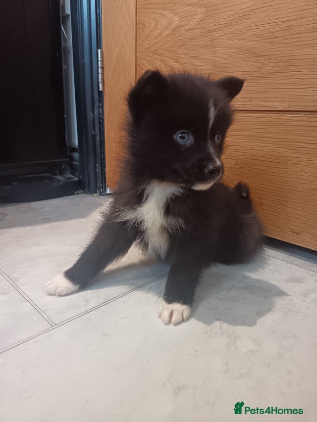 Amazing puppys for sale in Swansea | Pets4Homes