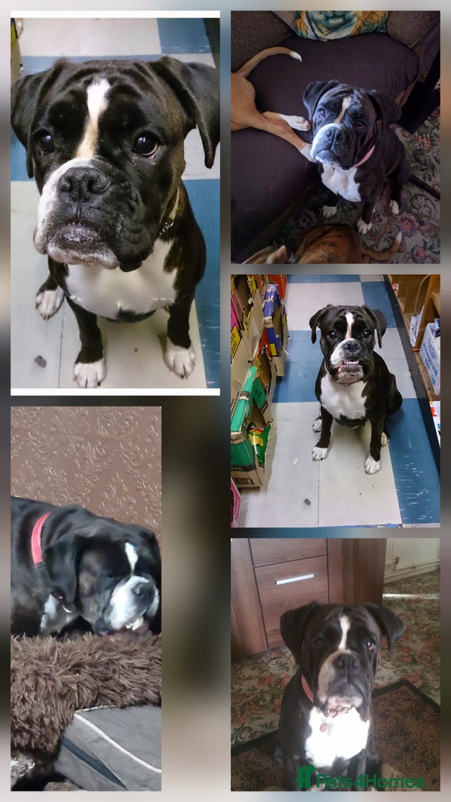 BOXER BOBTAIL AND TAILED PUPPIES FOR SALE for sale in Telford | Pets4Homes