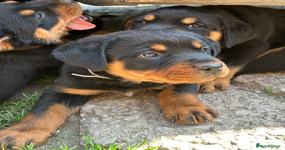 1 GIRL 2 BOYS LEFT 🧡🖤chunky Rottweiler puppies for sale in Burnley ...