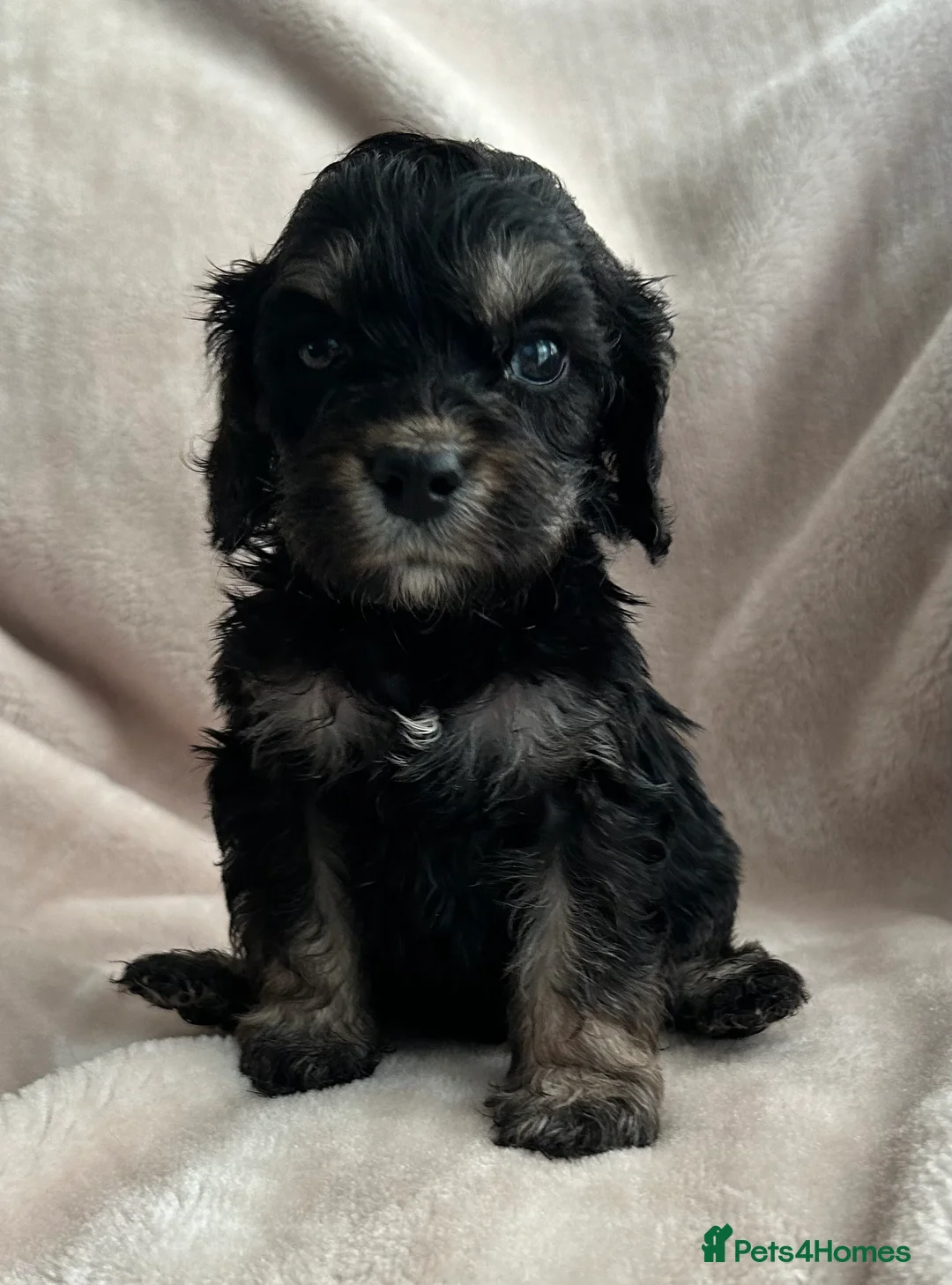 Wow factor cockapoos for sale in Gravesend | Pets4Homes