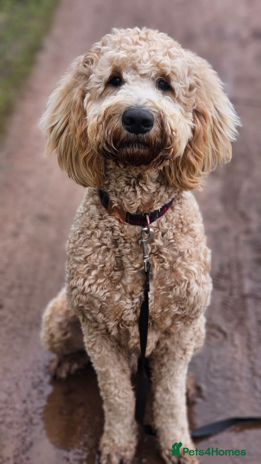 F1 Goldendoodle - Stud Only for stud in Widnes | Pets4Homes