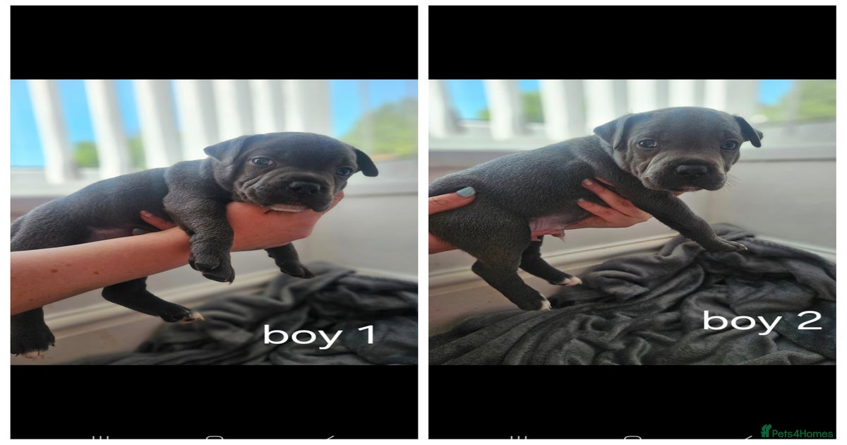 Two KC registered blue staff boys for sale for sale in Abertillery ...