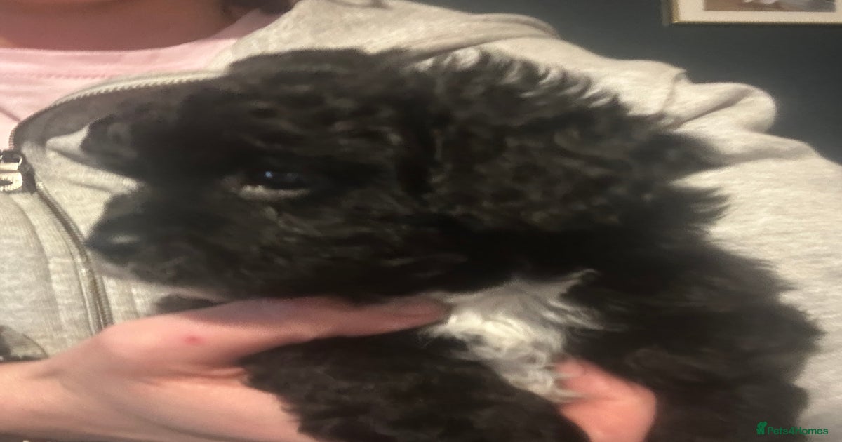 Cockapoo Puppy for sale in West Malling | Pets4Homes