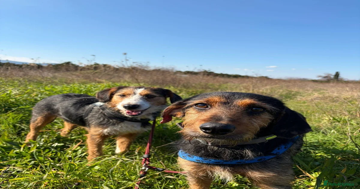 Dogs' trust Mixed Breed Puppies for sale | Pets4Homes