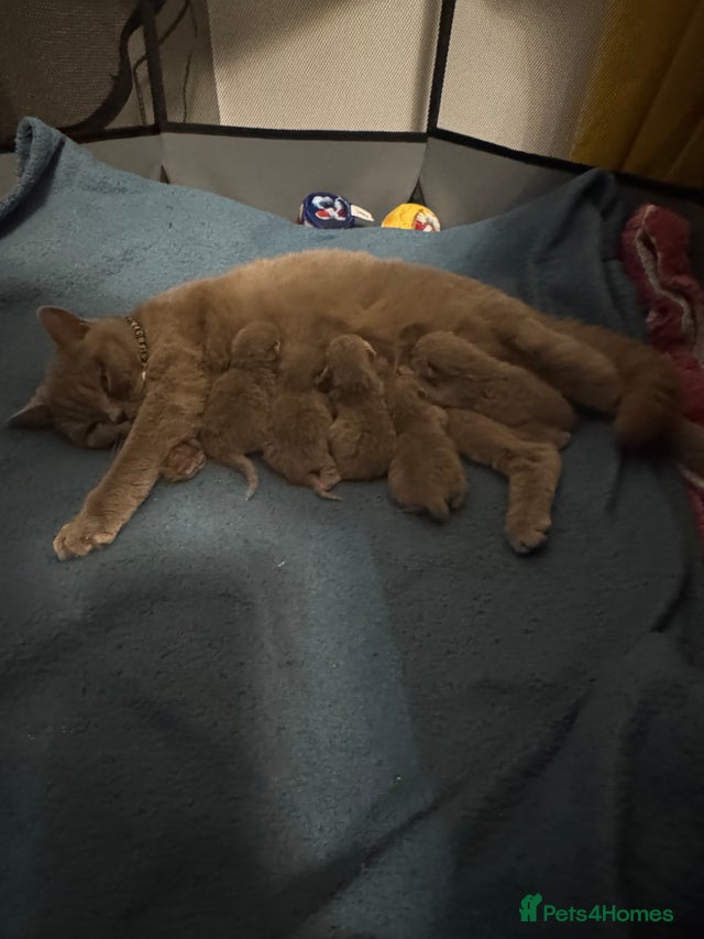 Beautiful and cute kittens for sale in Sheffield | Pets4Homes