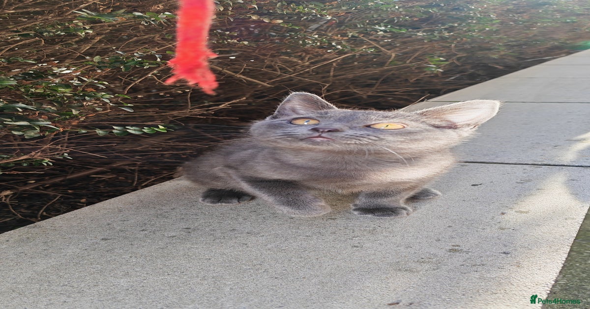 Russian blue kittens with cute bobtail for sale in London | Pets4Homes