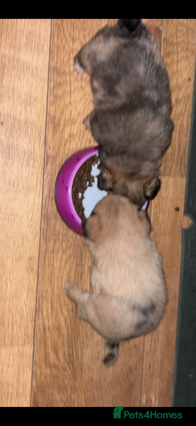 MERLE CHIHUAHUAS for sale in Liverpool | Pets4Homes