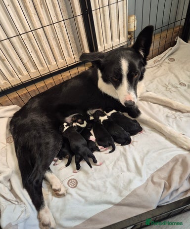 Sprollie Dogs Breed - Information, Temperament, Size & Price | Pets4Homes