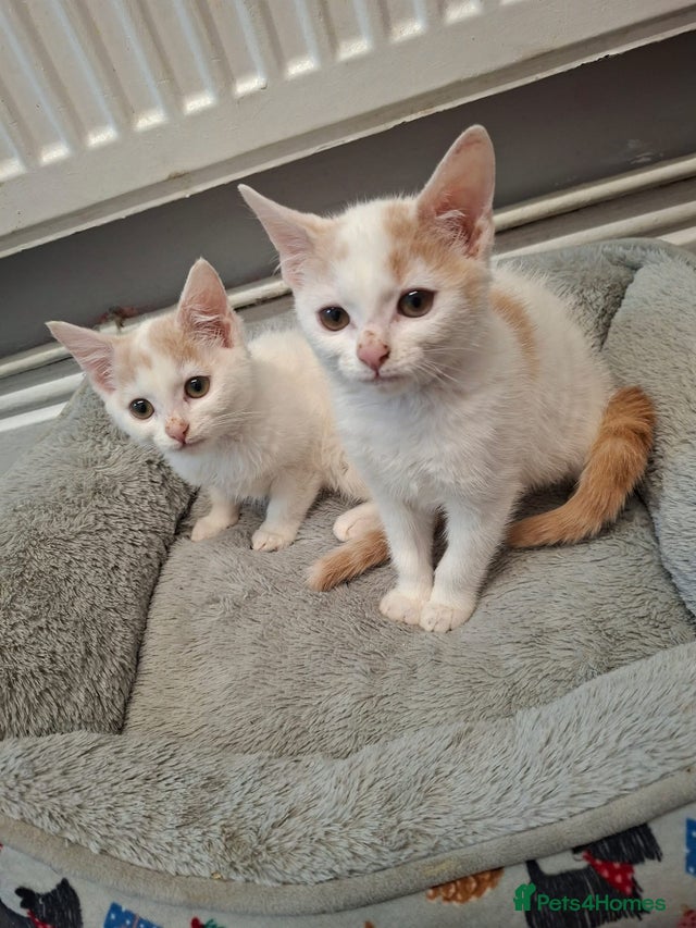 Stunning white n ginger male kitten for sale in Manchester | Pets4Homes