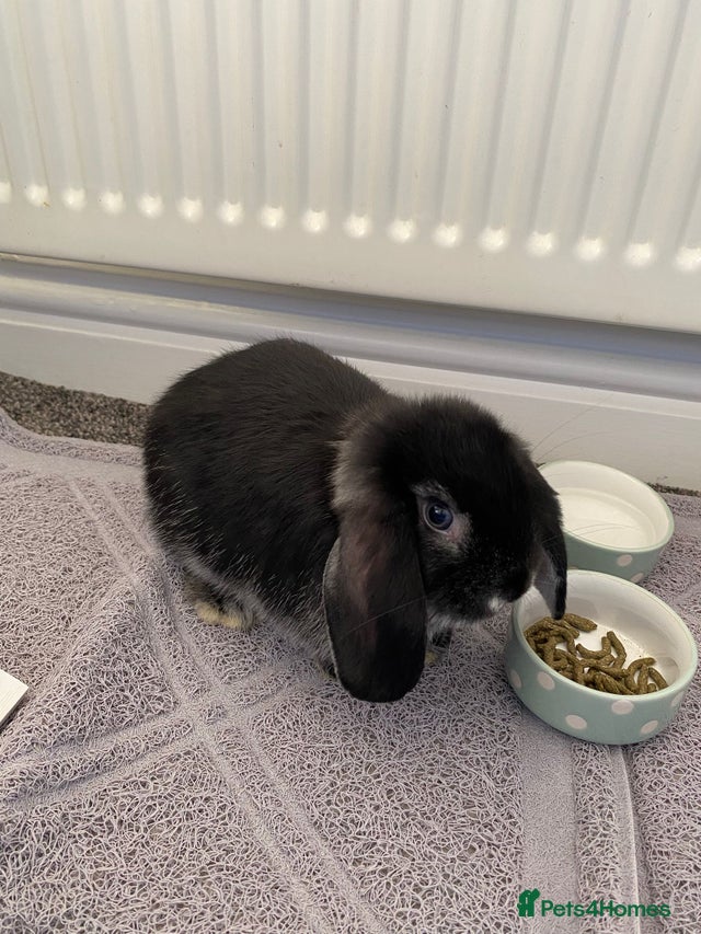 Mini Lop black otter indoor bunny for sale in Wakefield | Pets4Homes