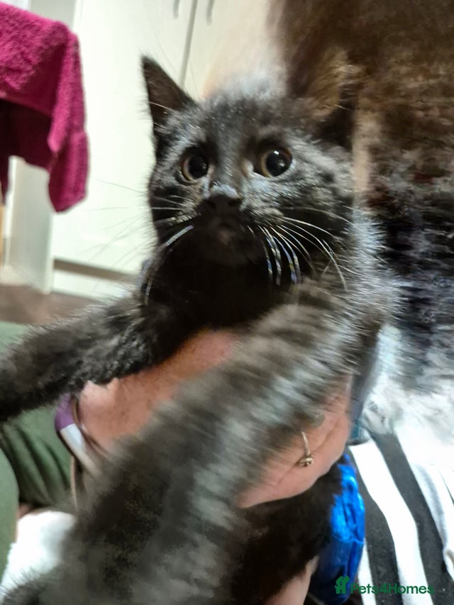 3 mixed breed kittens available for sale in Dartford | Pets4Homes