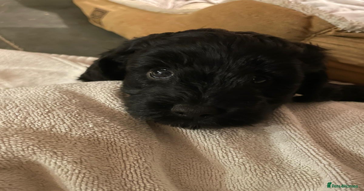 Beautiful black Cavapoo puppy for sale in Derby | Pets4Homes