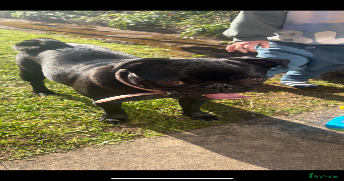 Beautiful pug for sale for sale in Birmingham | Pets4Homes