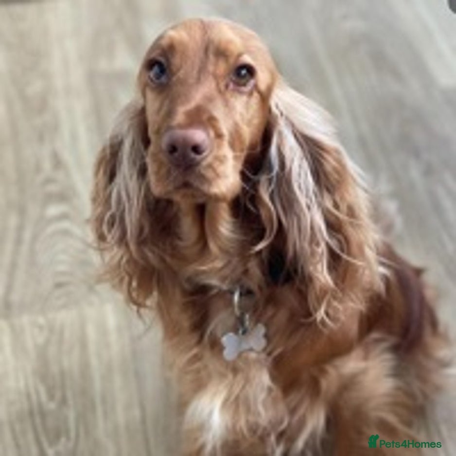 Mini Cocker Spaniel puppies for sale | Pets4Homes