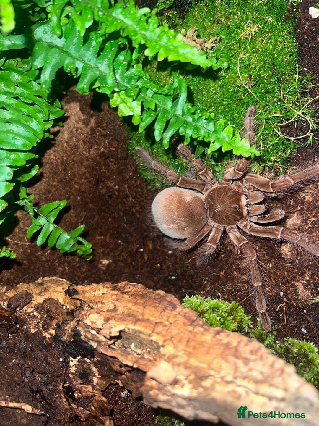 Tarantulas invertebrates for sale | Pets4Homes