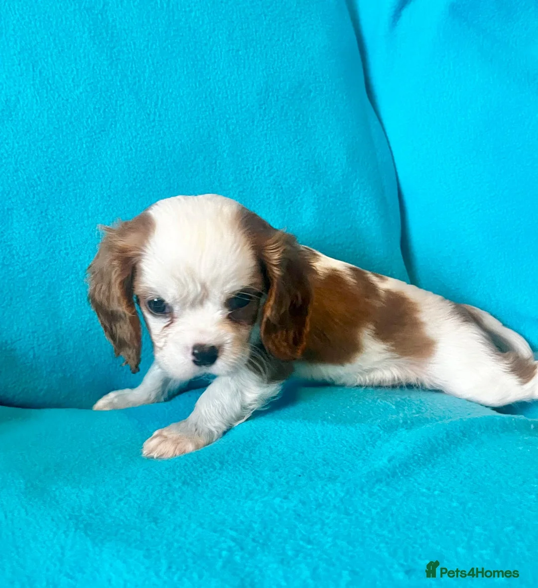 10 month old King Charles Cavalier for sale in Ossett | Pets4Homes