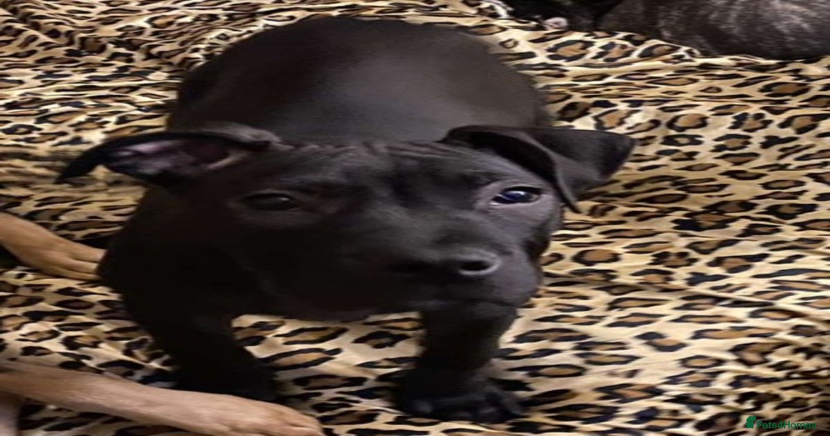 Two Female Cane Corso Cross for sale in Birmingham | Pets4Homes