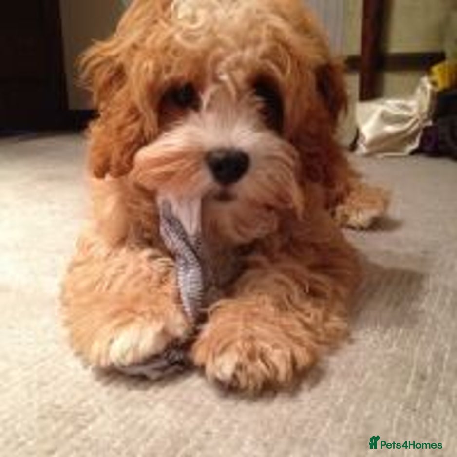 Red Cavapoo puppies for sale | Pets4Homes