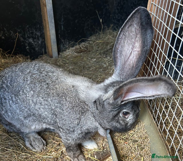 WE HAVE GOT THE WORLDS BIGGEST RABBITS for sale in Worcester | Pets4Homes