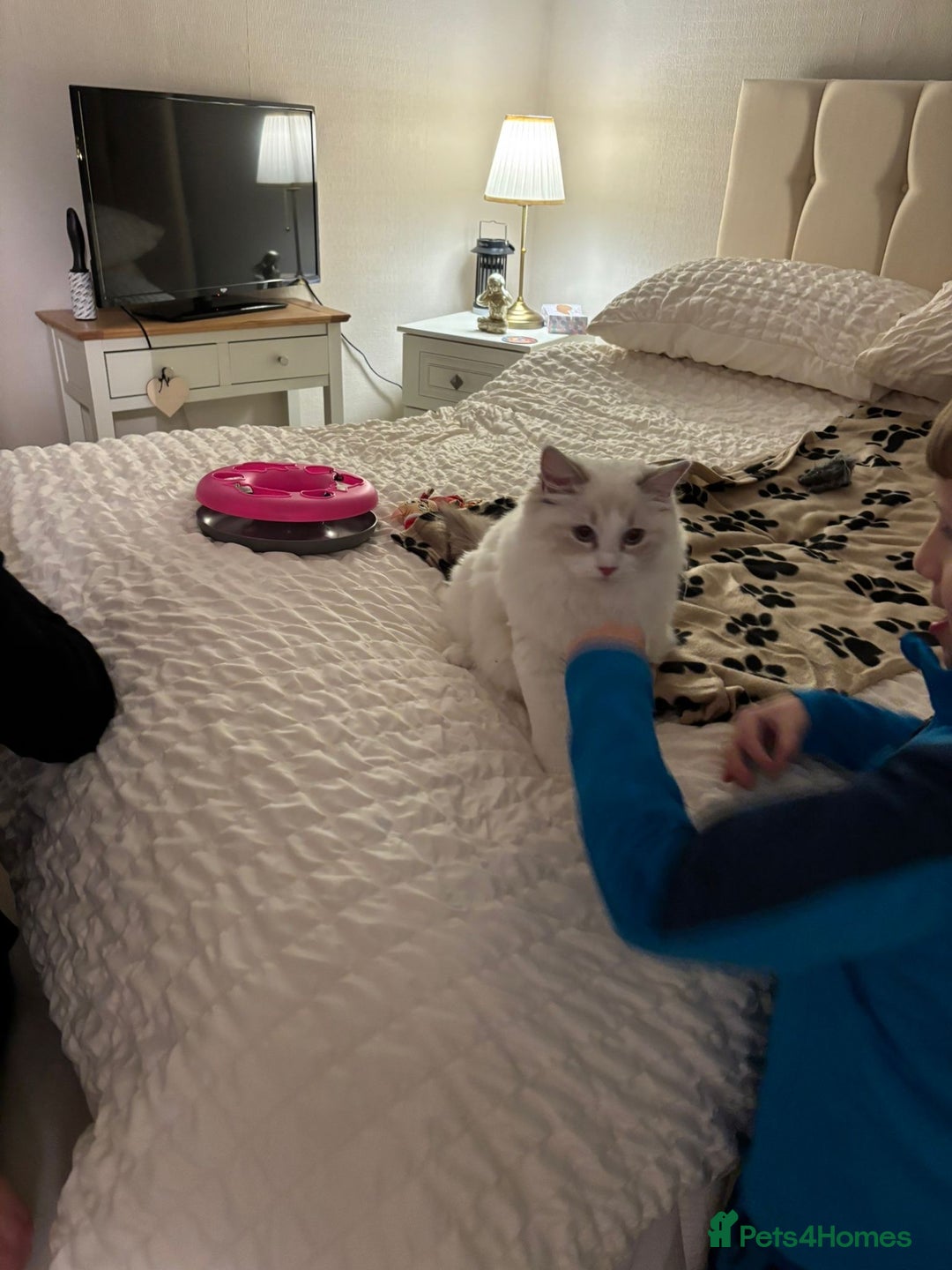 Pure breed Ragdoll for sale in Glasgow | Pets4Homes