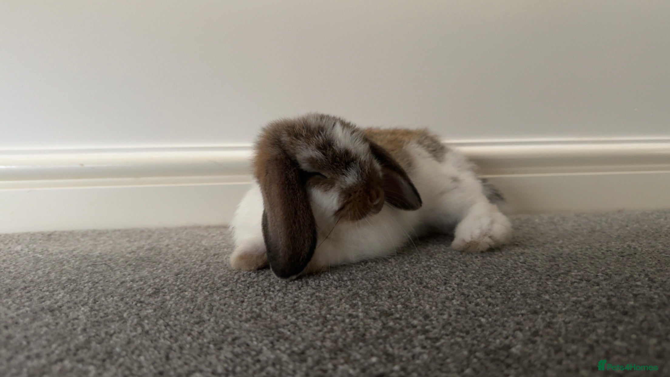 2 Mini Lop Rabbits for sale in Hull | Pets4Homes