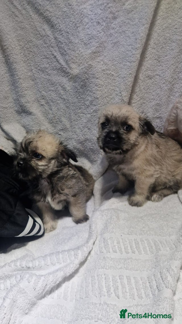 Shih tzu puppies for sale in Glasgow | Pets4Homes