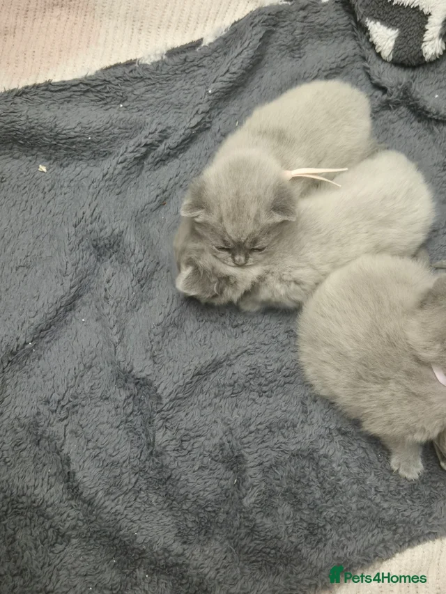 British short hair lilac for sale in Batley | Pets4Homes
