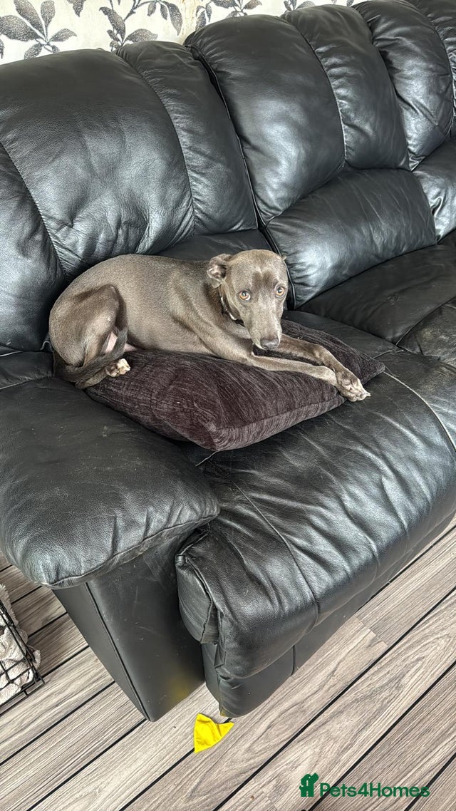 Blue Male Italian Greyhound - 15 months old for sale in Bury | Pets4Homes