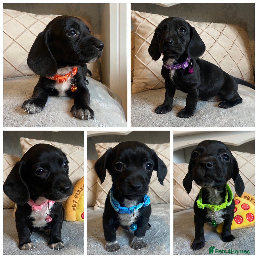 Dachshund Mixed Breed puppies for sale | Pets4Homes
