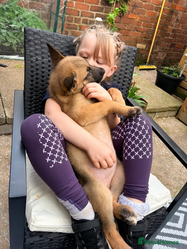 3 female Belgian malinois 9 weeks old for sale in Bury | Pets4Homes