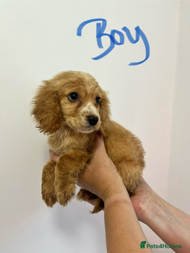 Working cocker x cockapoo puppies for sale in Guildford | Pets4Homes