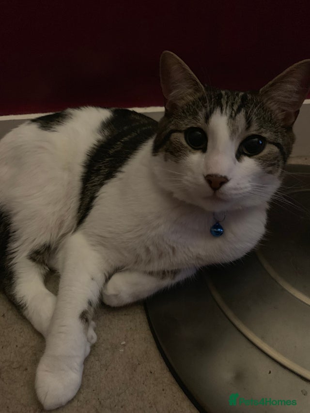 Male domestic shorthair tabby cat for sale in London | Pets4Homes