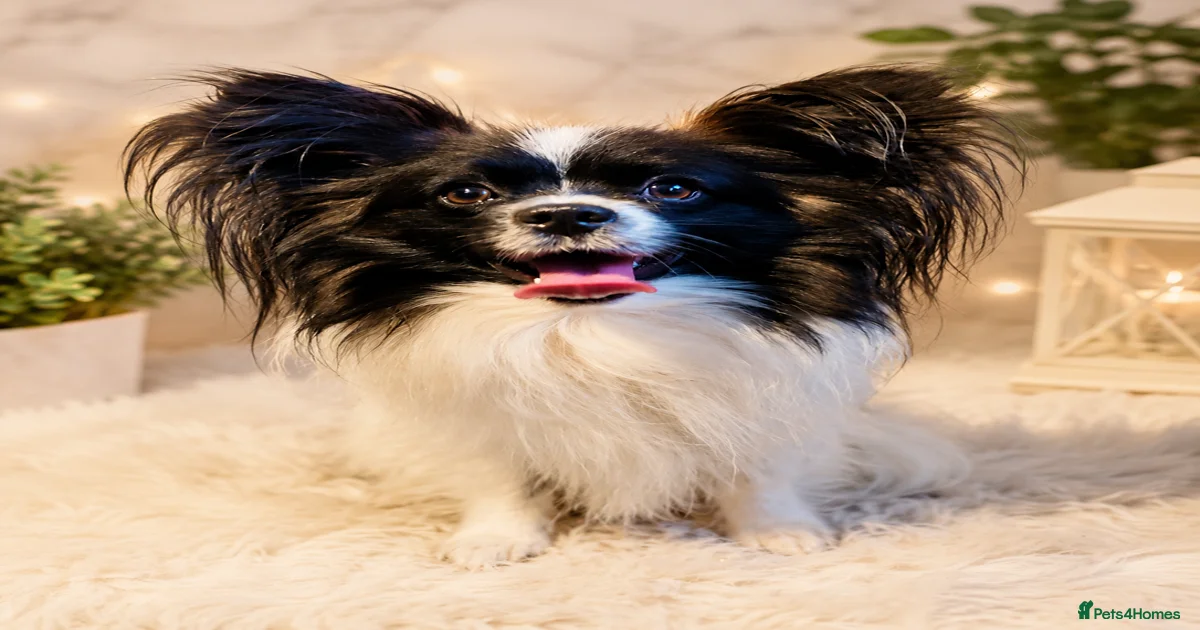 Papillon for stud in Doncaster | Pets4Homes