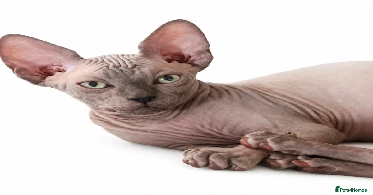 Sphynx Kittens for sale | Pets4Homes