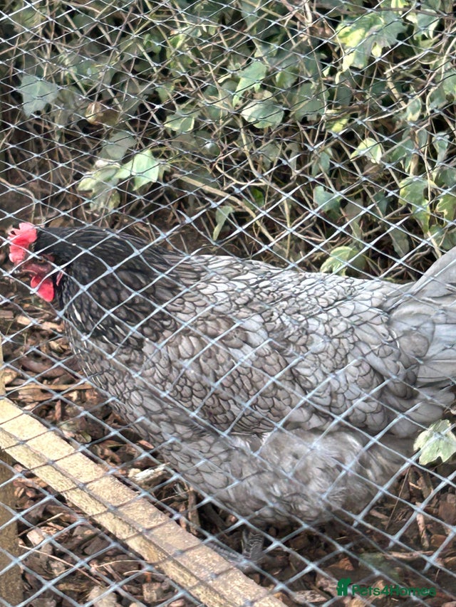 4 female hybrid chickens for sale for sale in Bagshot | Pets4Homes