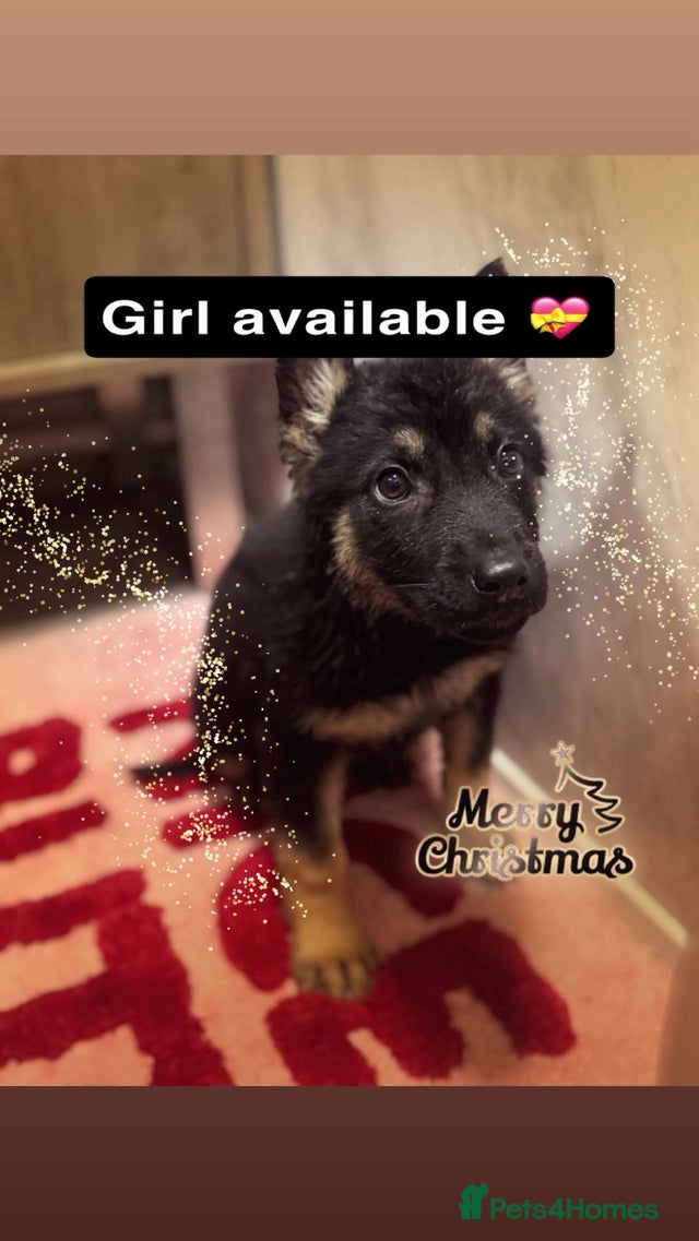 2 German shepherd puppies for sale in Sheffield | Pets4Homes