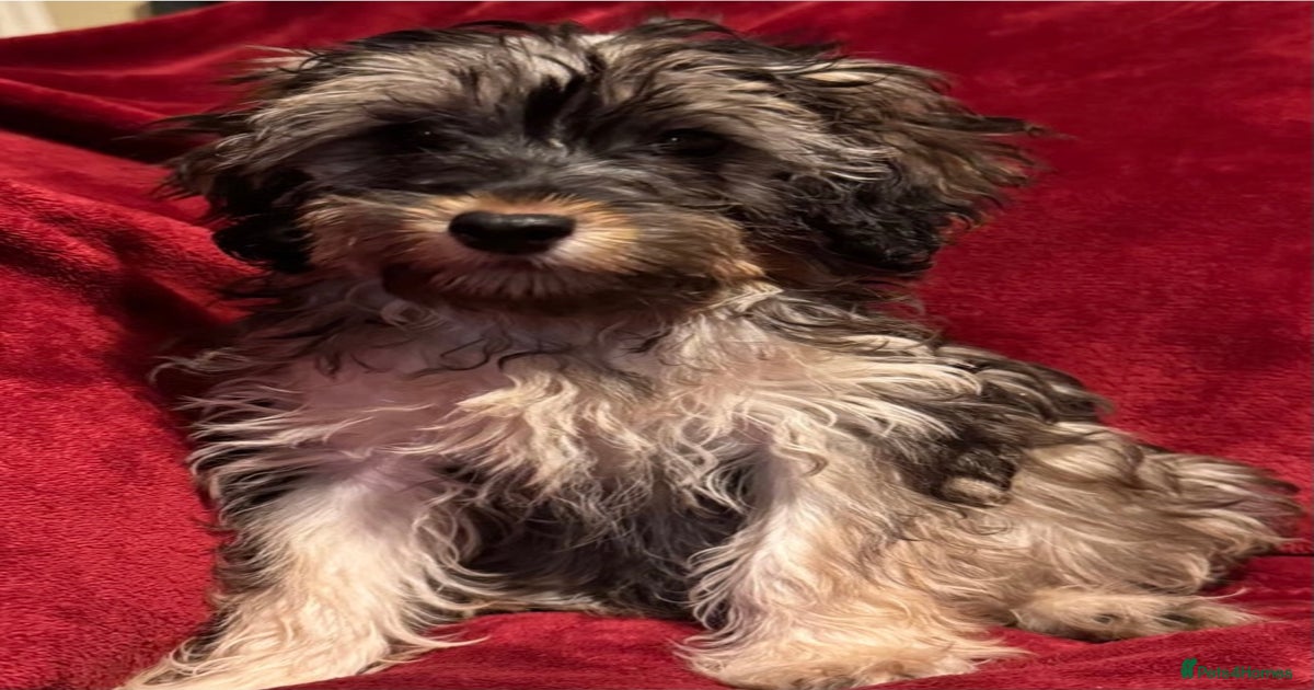 Tri Colour Cockapoo for sale in Preston | Pets4Homes