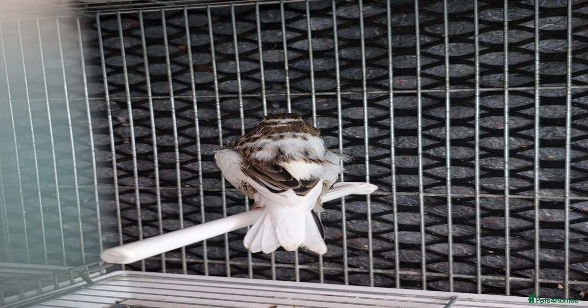 Canaries Birds for sale | Pets4Homes