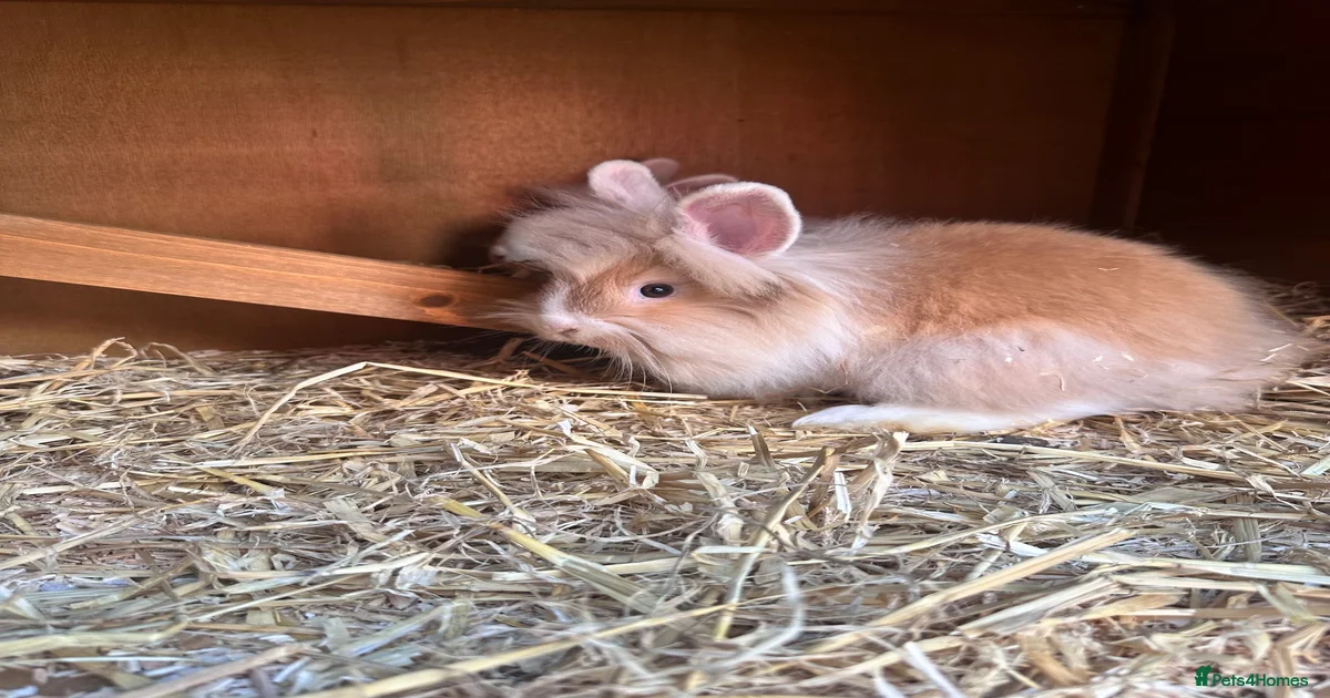 Rabbits for Sale for sale in Nottinghamshire | Pets4Homes