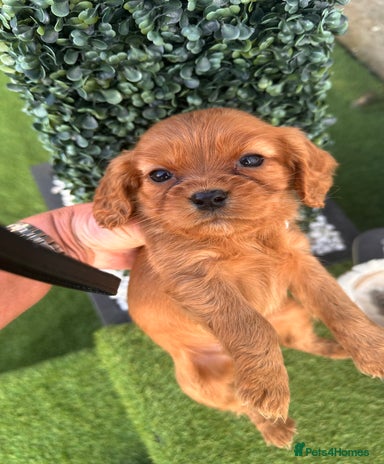 Small Puppies for sale | Pets4Homes