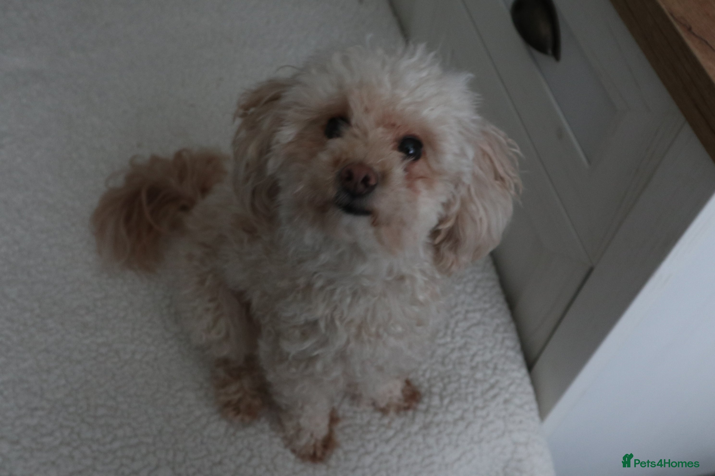 2 years 6month old maltipoo for sale in York | Pets4Homes