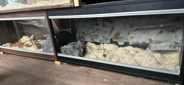 Beautiful, friendly corn snake and 6ft set up for sale in Maidstone ...