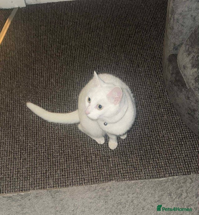 3 year old cat for sale in Oldham | Pets4Homes