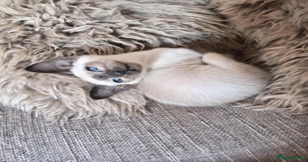 Siamese Kittens for sale *1 boy left* for sale in Irvine | Pets4Homes