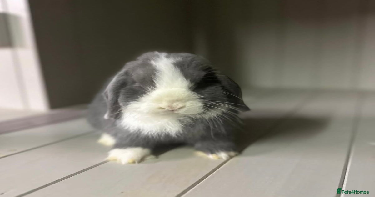 Amazing Vienna mini lop for sale in Alton | Pets4Homes