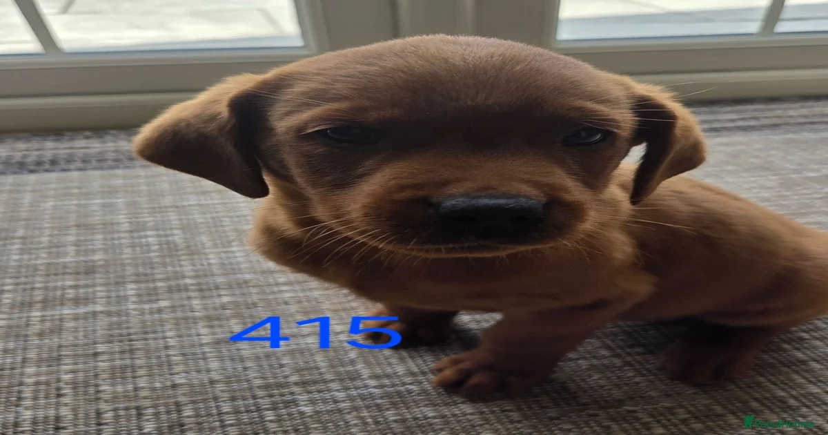 Royal canin Labrador Retriever Puppies for sale | Pets4Homes