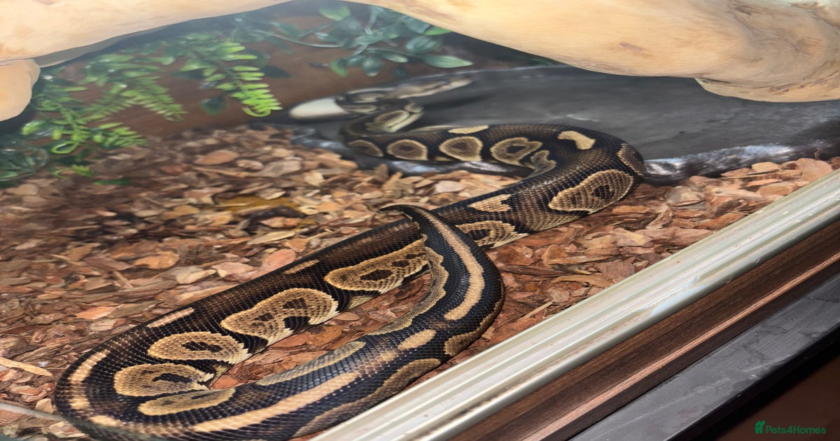 Royal Python for sale in Birmingham | Pets4Homes