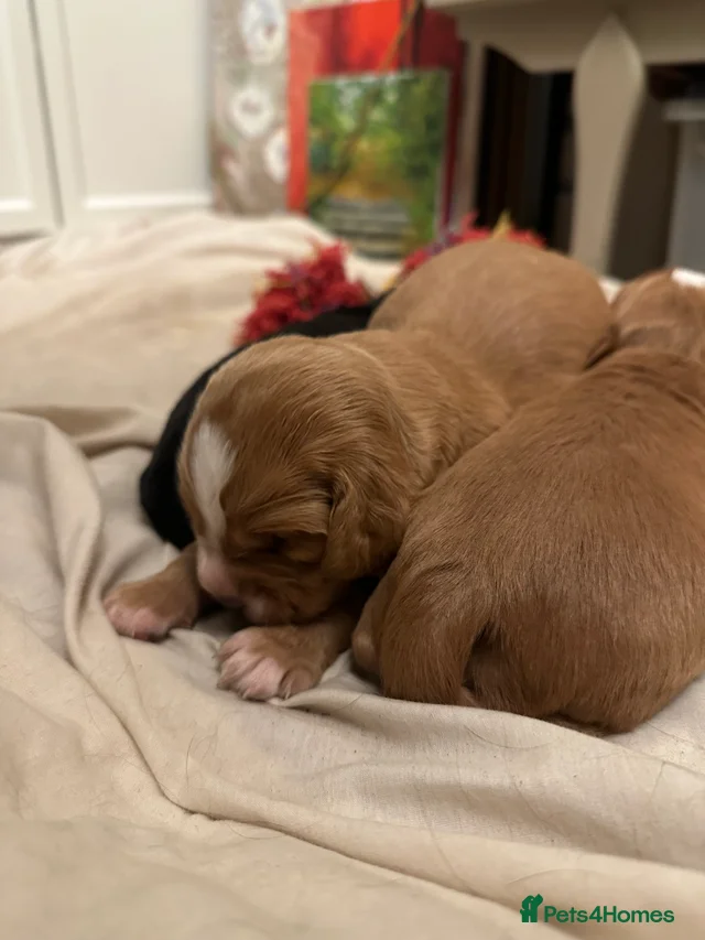 Working cocker spaniel puppies for sale in London | Pets4Homes