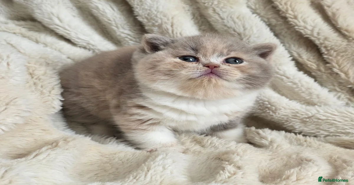 Kittens for sale | Pets4Homes